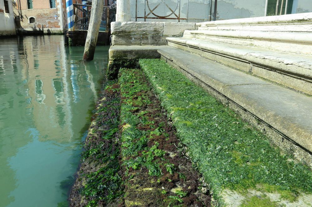 news: 7 ways to reimagine algae, a new dimension of sustainable design ...