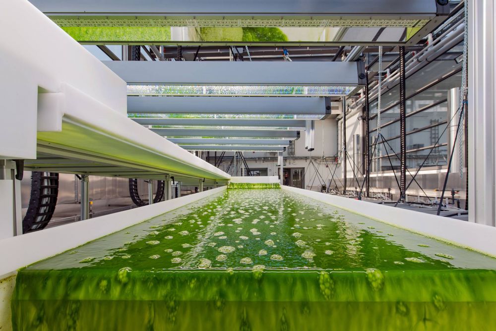 news: 7 ways to reimagine algae, a new dimension of sustainable design ...