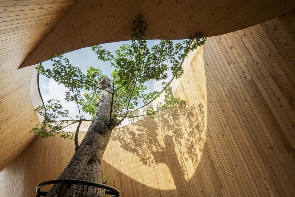 harudot cafe echoes springtime reverie within wood: project by idin ...
