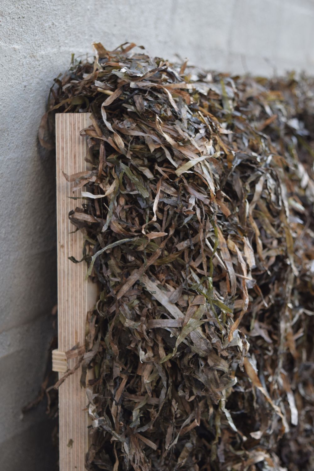 kathryn larsen reintroduces seaweed: the forgotten building material of ...