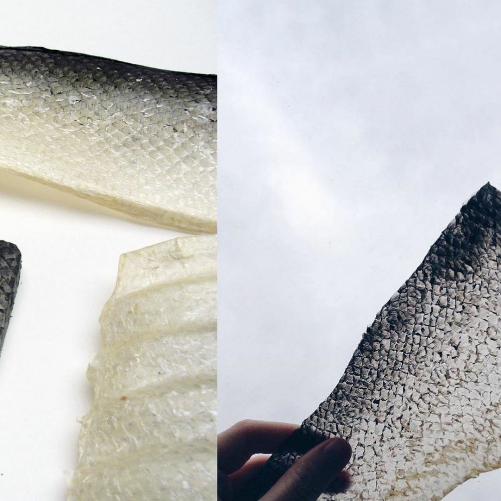 news: student design turn fish wastes to recyclable plastic | the ...